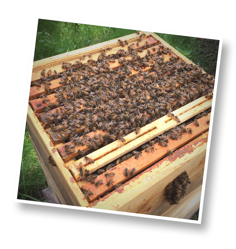 Back to Bees « AIM Long