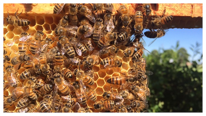 Back to Bees « AIM Long